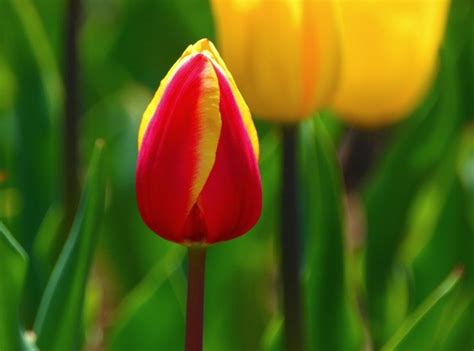 우릴 사용하소서 {우리에겐 소원이 하나 있네} 네이버 블로그