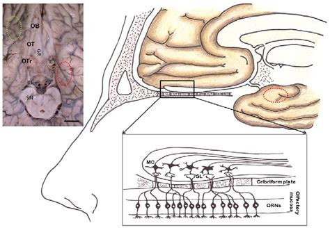 Anatomy Of The Olfactory System Compared To Macrosmatic Animals The