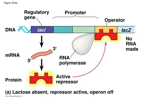 Regulation Of Gene Expression Ppt Download