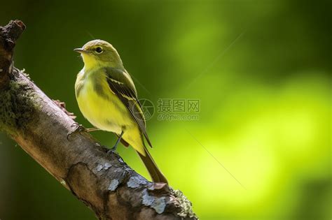森林鸟类高清图片下载 正版图片600233462 摄图网