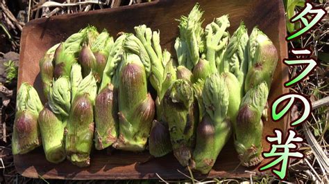 タラの芽は高枝切りバサミにカメラをつけて大漁 天ぷらうまいぞ春の味山菜の王様 タラの芽の採り方タラの芽の食べ方タラの芽料理の作り方