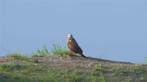 Hunter Predator Hawk Is Bird Of Prey In Genus Buteo 26458921 Stock