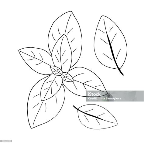 바질 잎 세트 아이콘 레이블 메뉴 스케치 핸드 그린 낙서 벡터 스칸디나비아 흑백 미니멀리즘 허브 향신료 그리기에 대한 스톡 벡터 아트 및 기타 이미지 Istock