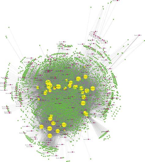 Construction Of A Circrna Mirna Mrna Network A Total Of 41 Mirnas 166 Download Scientific