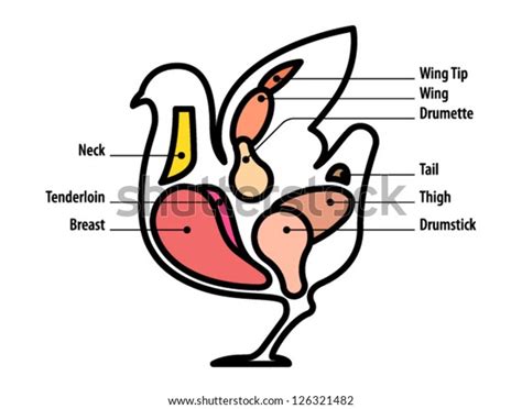 Diagram Standard Poultry Cuts Stock Vector Royalty Free