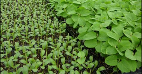 6월 많은 비 밭작물 파종준비 철저히