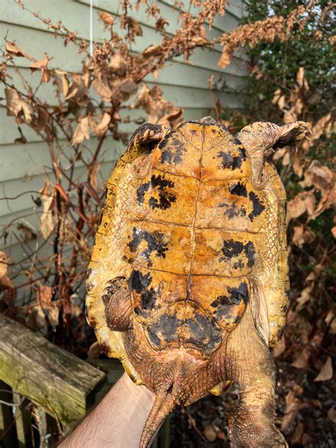 Flat Shell Turtles For Sale American Reptile Distributors