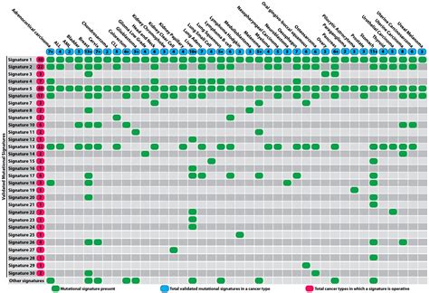 Cosmic Signatures Of Mutational Processes In Human Cancer