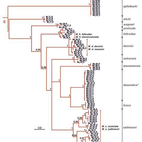 Bi Tree Of Clades A J Based On The Concatenated Mt Data Set Coi