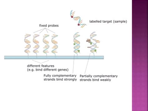 Comparitive Genomic Hybridisation Pptx
