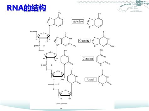 Rna的结构 千图网