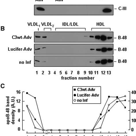 Secretion Of Apob 100 As Vldl 1 From Apoc Iii Expressing Cells Was Less Download Scientific