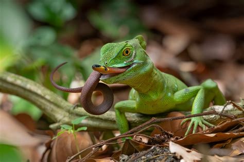 Basilisk Lizard Gets Its Snake Backcountry Gallery Photography Forums