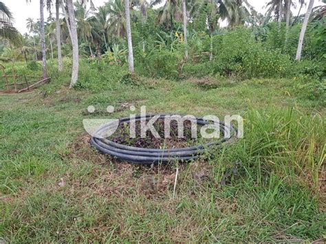 ඇල්කතින් බට In Warakapola Ikman