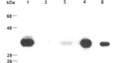 Schematic Representation Of The Chimeric Constructs Syn Download