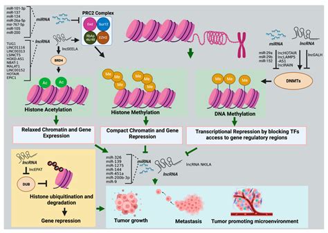 The Diagram Depicts The Regulation Of Histone And Dna Modifications By Download Scientific