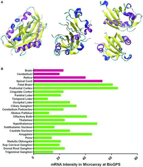 Three Dimensional Structures Of Hifs Alpha Subunits And Hif 1α Download Scientific Diagram