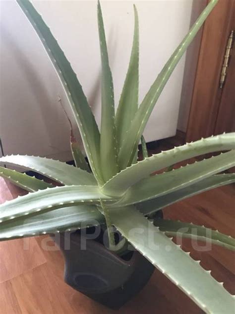 Алоэ Вера в наличии Цена 100₽ в Артеме