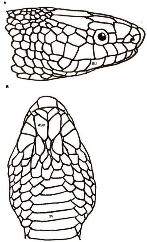 Snake Scales Drawing At GetDrawings Free Download