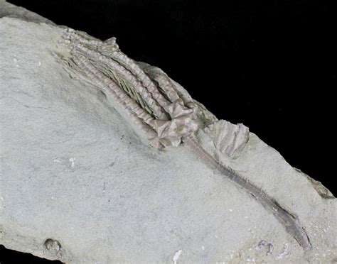 4 5 Aulocrinus Crinoid Fossil Crawfordsville 20841 For Sale