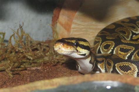 381 Ball Python Names That Coil With Cool