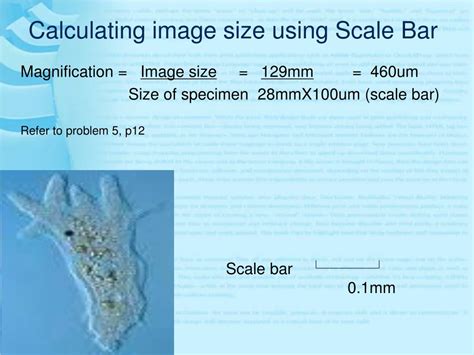 What Is A Scale Bar In Microscope Microscopic Science Diameter