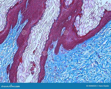 Histology Of Normal Skin Stained With Trichrome Royalty Free Stock