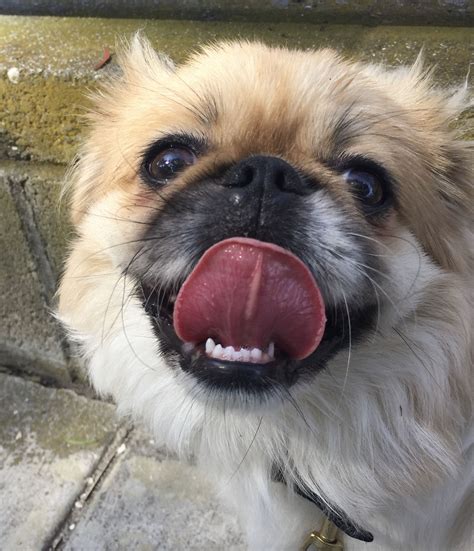 20 Pekingese Mixes Perfect Peke Mixed Breeds You Can T Resist Artofit