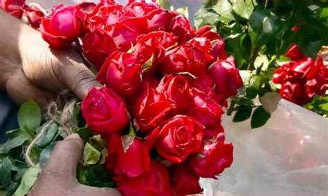 Happy Rose Day 2023 Wishes Quotes Messages Whatsapp Status And More