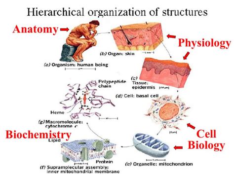 Do Research On Biochemistry Anatomy And Physiology By Nitesh