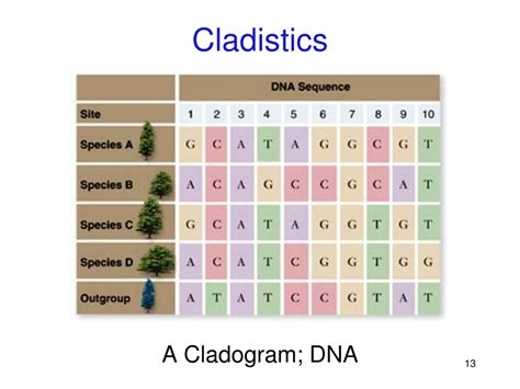Ppt Lesson 13 Species Diversity And Cladistics Powerpoint Presentation Id 8678399