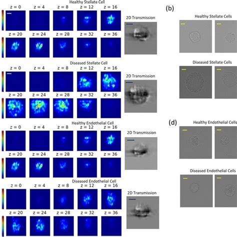 Fused Unet Autoencoder Model Architecture Download Scientific Diagram