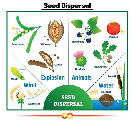 Dicot Seeds With Detailed Exploration Structure Germination And