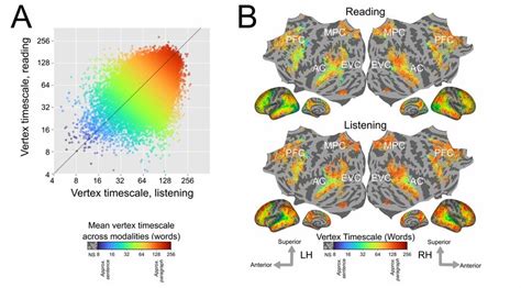 Group Level Estimates Of Timescale Selectivity In Standard Brain Space Download Scientific