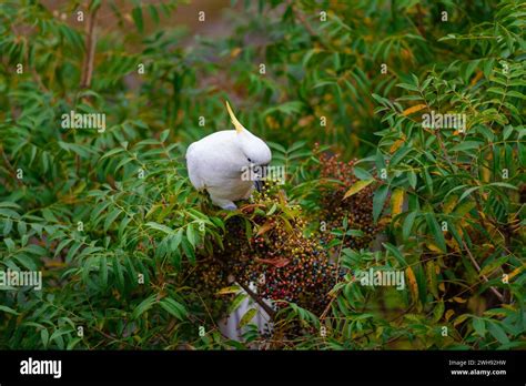 Cockatoo Parrot Sitting On A Green Tree Branch In Australia Sulphur