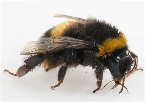 Bumble Bee Department Of Agriculture And Food