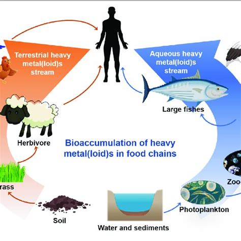 The Sources Migration And Speciation Of Hms In Different Download Scientific Diagram