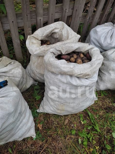 Картошка — купить в Красноярске Овощи фрукты зелень на интернет аукционе