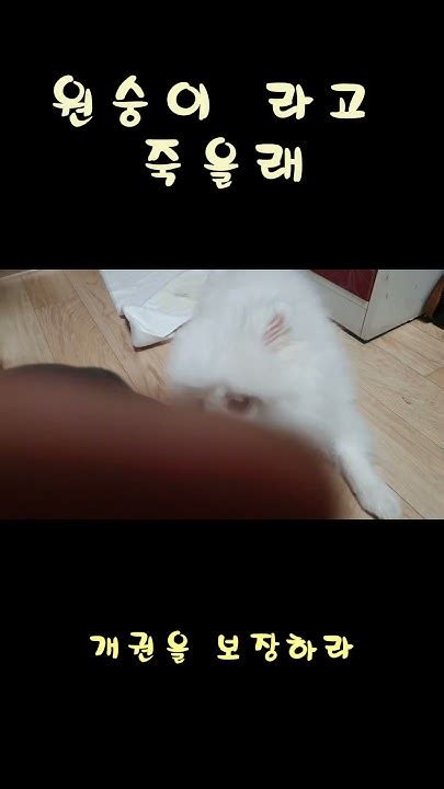 개 권 을 보장하라 Youtube