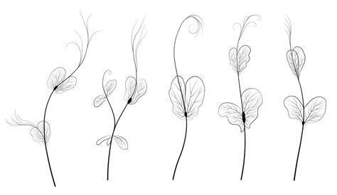 Pea Sprouts Vector Stock Illustration Micro Green Legume Plants