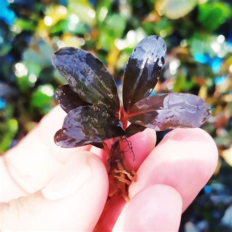 Bucephalandra Pandora Buce Plant For Sale