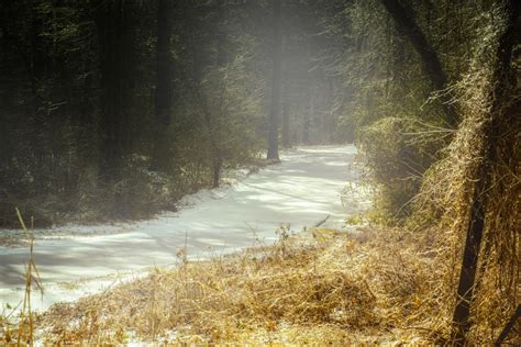 무료 이미지 시원한 겨울 노스 캐롤라이나 눈 자연 삼림지 나무 통로 우디 식물 햇빛 잎 아침 분기 분위기 잔디 경치 하늘 작은 숲 온화한