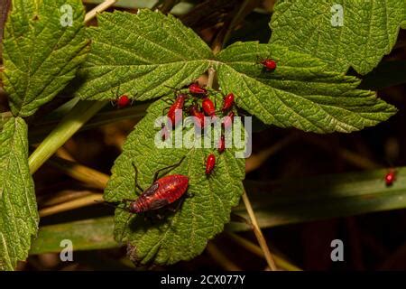 An Asexually Reproducing Colony Of Red Aphids That Involves Flightless Adult Females And The