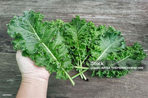 케일 그린 곱슬 식물은 슈퍼 푸드와 건강에 도움이 되고 항산화물질이 많은 식품의 여왕입니다 건강을 위한 요리 메뉴 샐러드 곱슬 머리에 대한 스톡 사진 및 기타 이미지