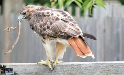 7 Things Hawks Like To Eat Most Diet Care And Feeding Tips