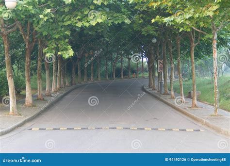 Trees On Both Sides Stock Photo Image Of Outdoors Highway
