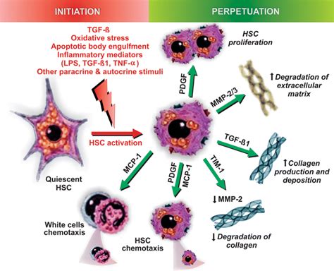 Pathways Of Initiation And Perpetuation Of Fibrosis Mediated By Hepatic