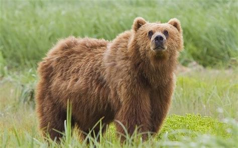 فیلم کالبد شکافی لاشه یک خرس قهوه‌ای ۳۴۰۰ ساله