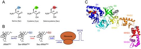 How Selenium Is Incorporated Into Proteins Structural View Of Selenocysteine ‘recoding Atlas
