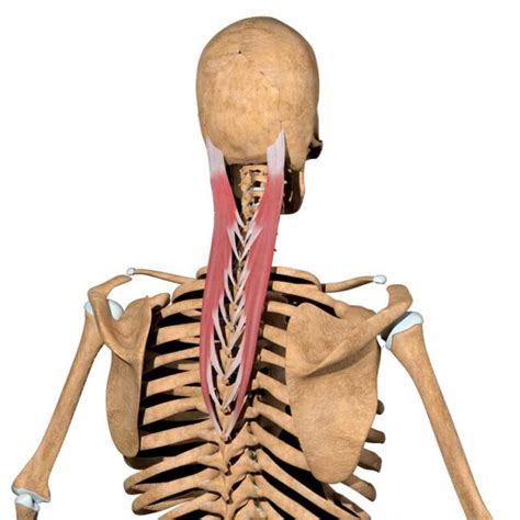 Splenius Capitis Anatomy Origin Insertion Action Innervation The